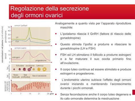 Sistema Endocrino E Riproduttivo Ppt