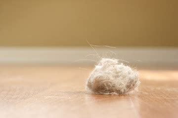 Dust Bunnies Everything You Need To Know About Them Cleaners Talk