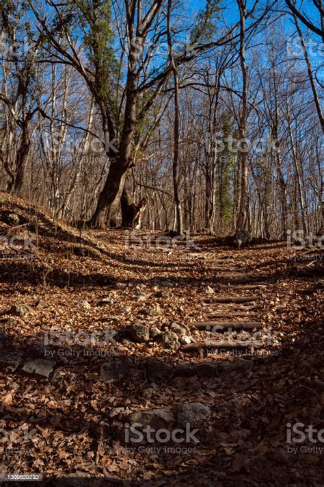 겨울 숲 나무에는 잎이 없습니다 태양은 땅에 트렁크에서 그림자를 캐스팅 겨울나무에 대한 스톡 사진 및 기타 이미지 겨울나무