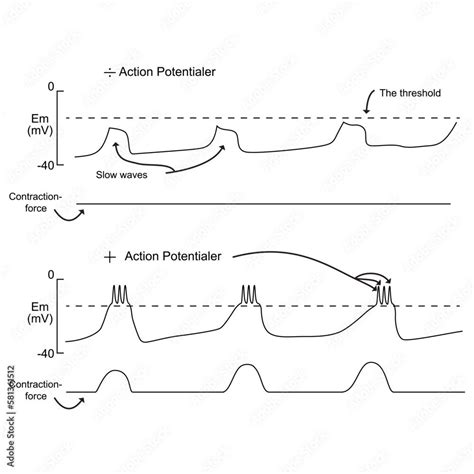 Action Potential Contraction Force Chart