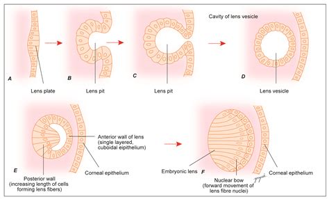 Embryology Of Eye