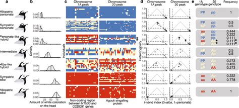 Asymmetric Introgression Reveals The Genetic Architecture Of A Plumage