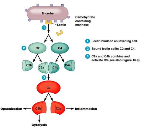 우리 몸을 지키는 면역 인자 5 보체계 Complement System 네이버 블로그