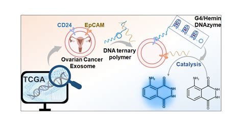Dual Aptamer Recognition Of Dna Logic Gate Sensor Based Specific