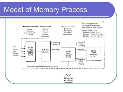 A Level Pe Info Processing Memory And Reaction Time Ppt Sports