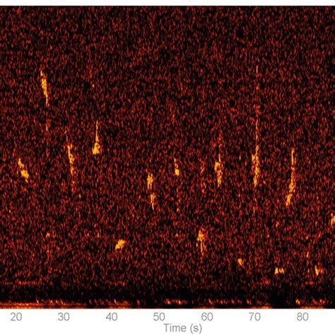 Spectrogram Of A Variety Of Tonal Signals Occurring Between 50 And 400