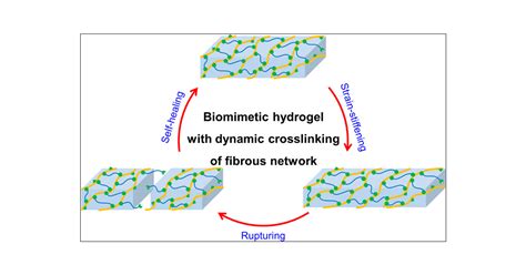 Biomimetic Strain Stiffening In Chitosan Self Healing Hydrogels Acs Applied Materials And Interfaces