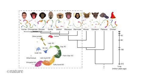 Exploring The Rapid Evolution Of The Mammalian Testis Trendradars