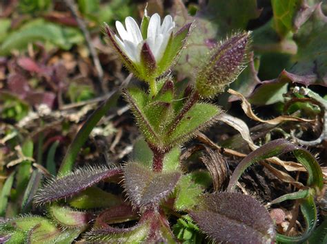 Photographs Of Cerastium Diffusum Uk Wildflowers Hairy Opposite Leaves