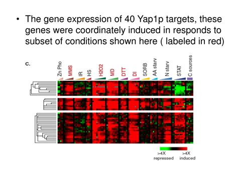 Ppt Dynamic Gene Expression Clustering Fuzzy K Means Approach