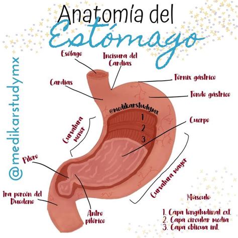 Anatomía De Las Partes Del Estómago Aparato Digestivo La