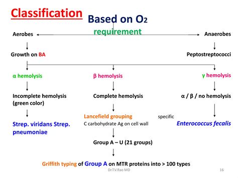 Group A Streptococcuspptx