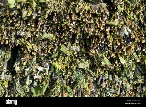 Dry Grass Background Natural Texture And Background From Dry Grass