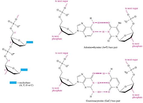 [solved] The Structure Of Cisplatin Is Shown Below Solutioninn