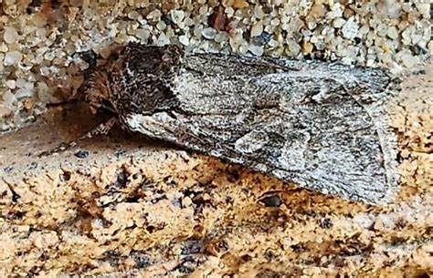 Mottled Moth Bugguidenet