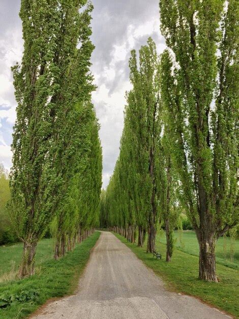 Premium Photo Panoramic View Of Trees Against Sky