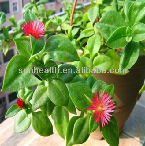 Common Andrographis Herb Extract Andrographolide China Sunandhealth Price Supplier 21food
