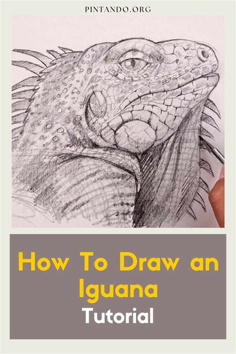 How To Draw An Iguana Tutorial Pintando Org