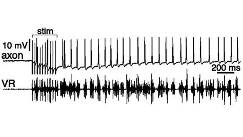 7 Neuronal Activity During A Locomotor Bout In A Lamprey Hemicord
