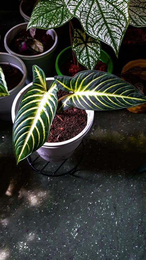 Pin On Caladium Varieties Plants Caladium Garden