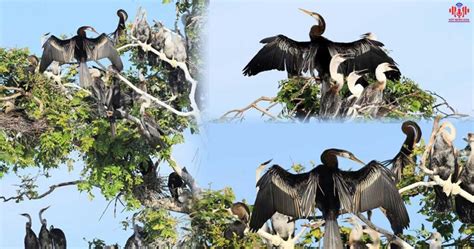 បច្ចុប្បន្នកម្ពុជា មានសត្វស្មោញ ៦០០០គូ កំពុងបន្តពូជពងកូន នៅតំបន់រ៉ាមសារព្រែកទាល់ Hna News