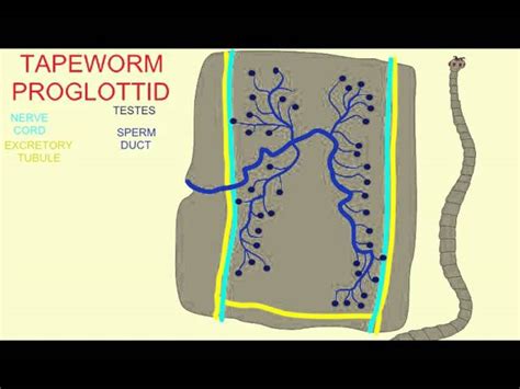 Tapeworm Proglottids Labeled