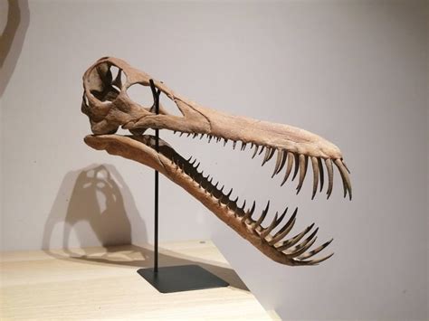 Dinosaur Skull Pterosaur Boreopterus 44×42×9 Cm 1 Catawiki