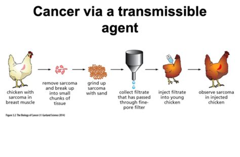 Oncogenes Flashcards Quizlet