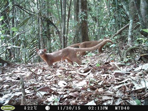 Caught On Camera The Fossa Madagascars Elusive Top Predator
