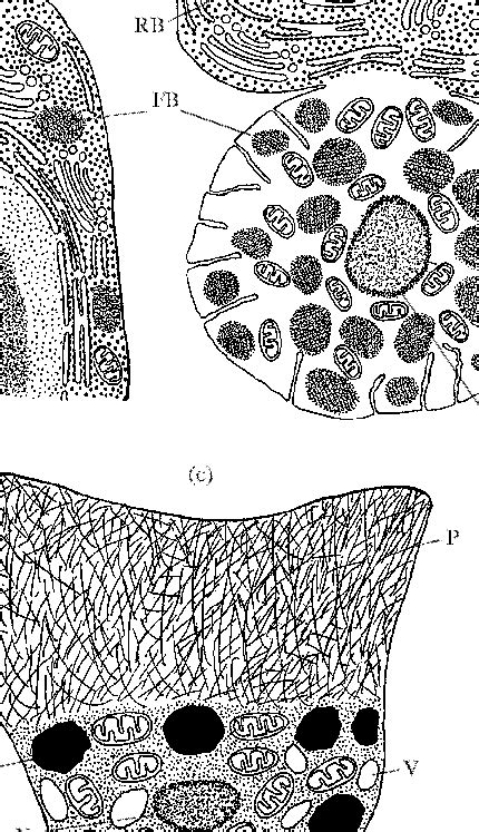 Schematic Representation Of Different Stages Of Spermatogenesis In