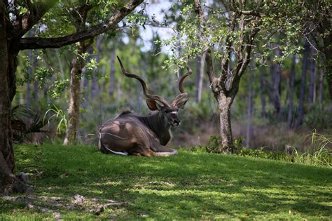 Definitive Guide To Greater Kudu Facts Habitat Conservation Status