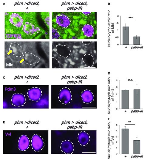 Subcellular Localization Of Transcription Factors In The Pg Cells