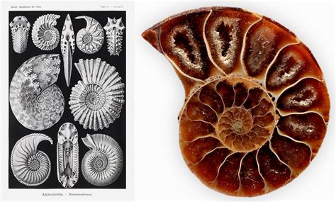 Fossils In The Desert — Jo Voets Photographer