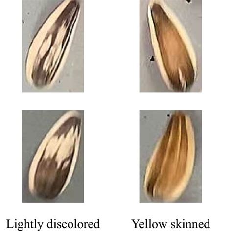 Object Detection Model For Sunflower Seeds Based On Yolov5 Download