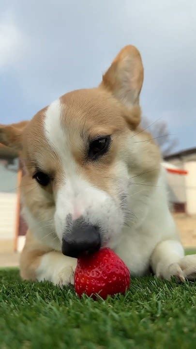 웰시코기 딸기먹방 🤍 웰시코기 딸기먹방 Youtube