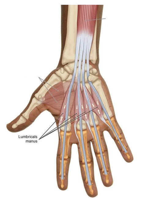Lumbrical Manus Muscles
