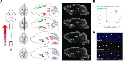 Retrograde Labeling And Fans Purification Of Supraspinal Nuclei A Download Scientific Diagram