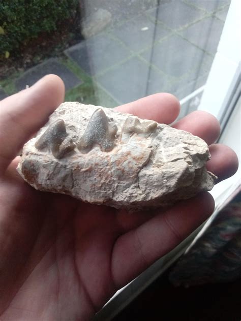 My Hyaenodon Jaw R Naturewasmetal