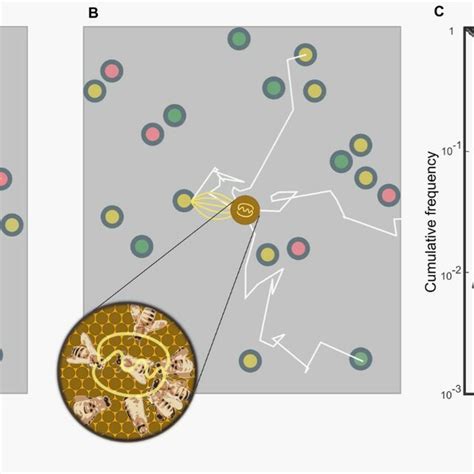 Simulating Honeybee Foraging In Our Simulation Model With Scouting