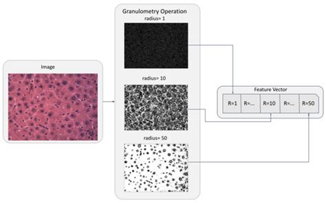 Algorithms Special Issue Algorithms For Biomedical Image Analysis