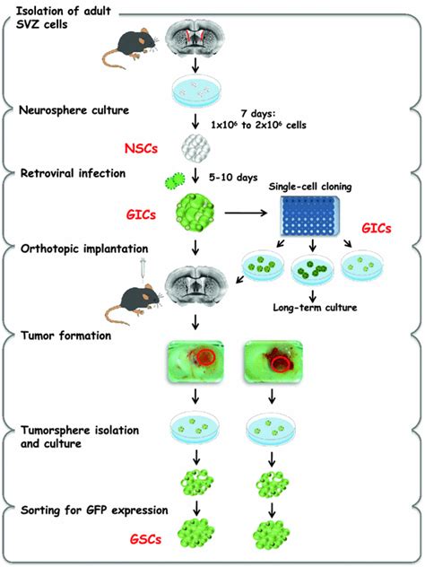 Characteristics Of Glioma Stem Cells Springerlink