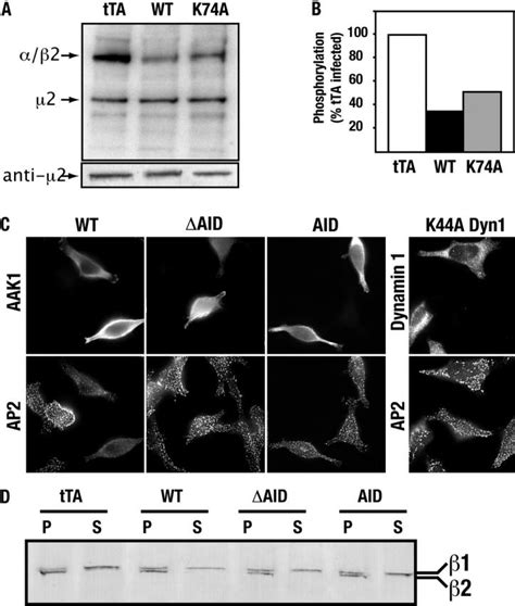 aak1 globally disrupts ap 2 function a adenovirally infected tta