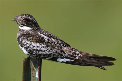 Species Profile The Uncommon Common Nighthawk Birdwatching