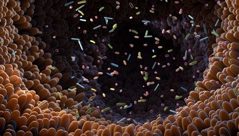 Study Shows Diverse Gut Bacteria Communities Protect Against Harmful