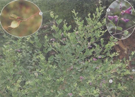 胡枝子 本草图鉴