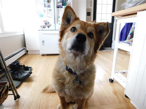 My Dog Has Passed Away Rdog