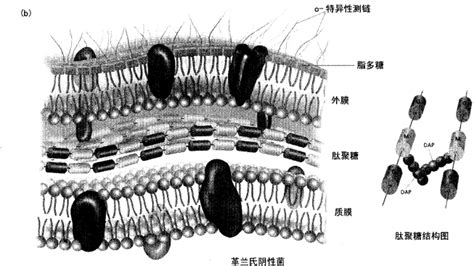 该图为细菌细胞壁的结构模式图，指出两种不同类型细菌细胞壁的组成和特性。 （1 细菌最外层是细 上学吧找答案