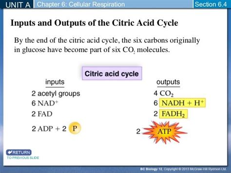 Inputs And Outputs Of Citric Acid Cycle