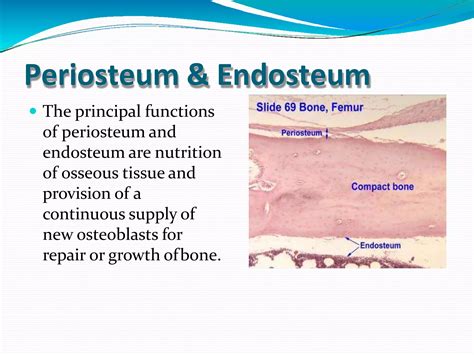 Histology Of Bone Pptx
