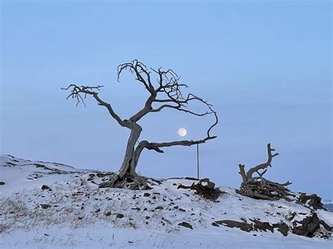 The Lifeless Burmis Tree A Symbol Of Resilience In Crowsnest Pass